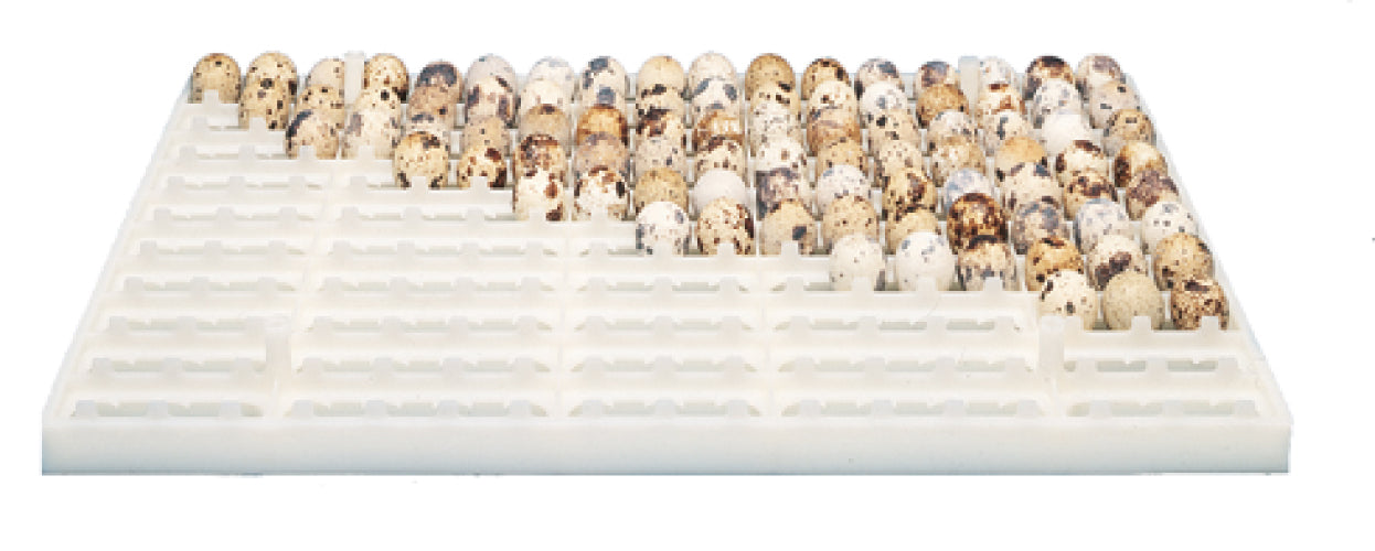 Chicktec Setter Insert Tray. Capacities: 170 quail/partridge, Fits mos
